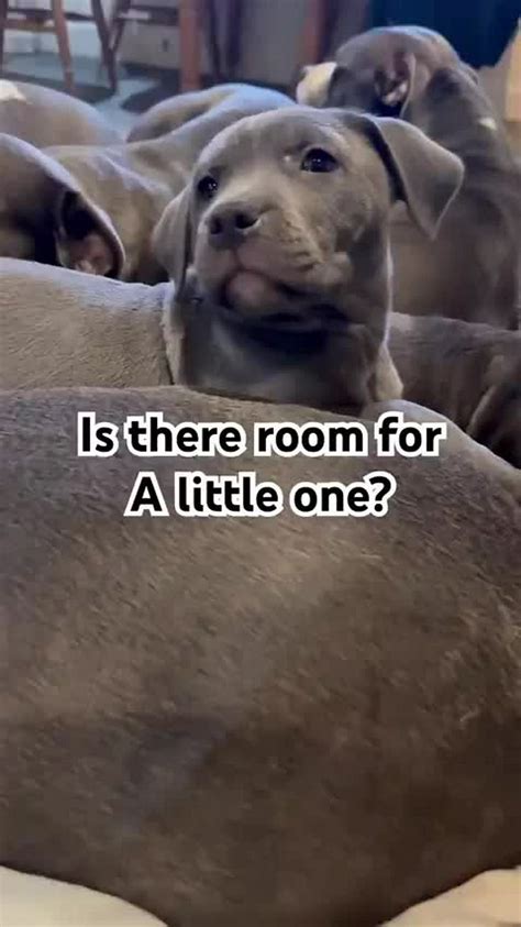 Cuddle Puddle Album On Imgur