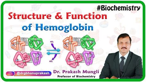 Structure And Function Of Hemoglobin Youtube