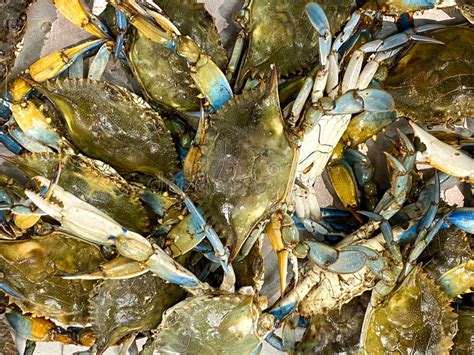 Small Abdomen Of Crabs Curl Body Bucket Of Crabs Stock Image Image