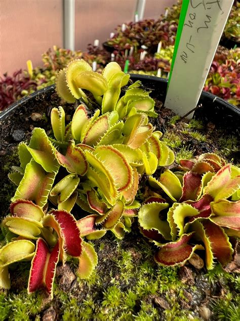 Dionaea Muscipula Kim Jong Un Jeremiahs Plants