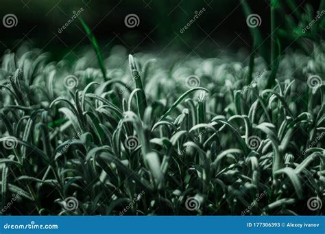 Micro Forest Of Grass Stock Image Image Of Russia Green 177306393