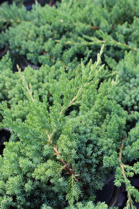 Juniperus Procumbens Nana River Road Nursery
