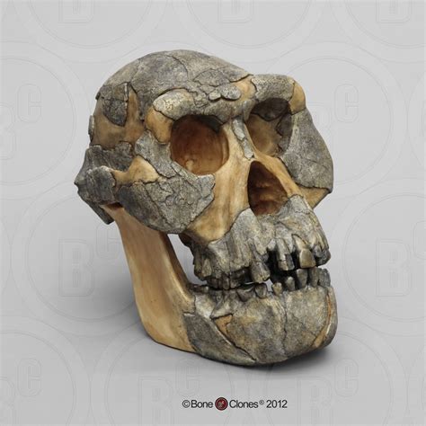Australopithecus Afarensis Skull Bone Clones Osteological Reproductions