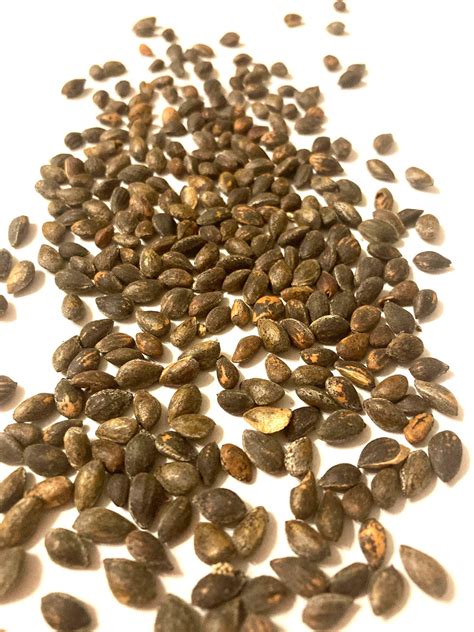 Mondell Pine Tree Seeds Pinus Eldarica Afghan Pine Desert Pine