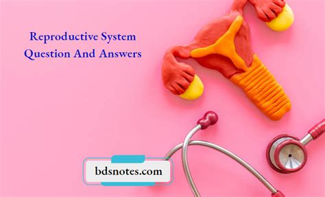 Reproductive System Question And Answers Bds Notes