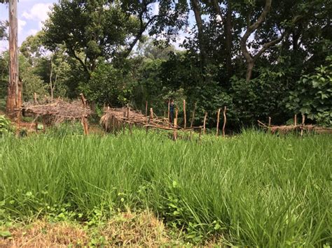 Ethiopiagrass Nibio