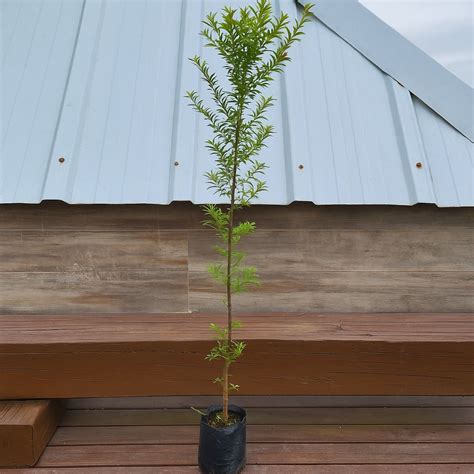 Muda De Caliandra Atrai Aves E Tem Floração Viva