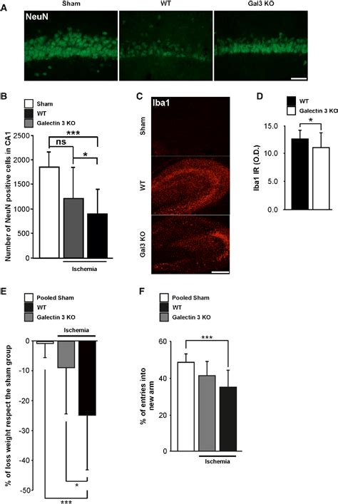 Figure 7 From Microglia Secreted Galectin 3 Acts As A Toll Like