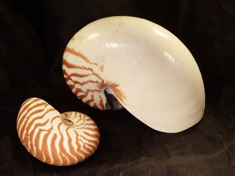 Nautilus Shell Now Cites [seashells Natural] Naturally Wild Australia