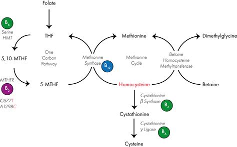 The Science Of Mthfr Mutations Explained Gene Food