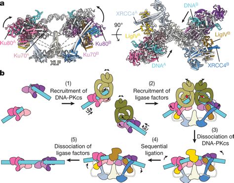 Structural Transition From The Lr To The Sr Synaptic Complex A