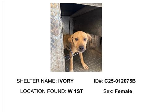 Bell County Texas Bell County Texas Animal Shelter