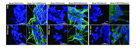 Rna Fish In Nps Representative Confocal Image Of The Analysis For