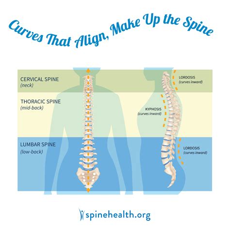 National Spine Health Foundation Spine Back Curves Align