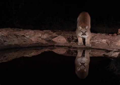 Are There Cougars In Nc