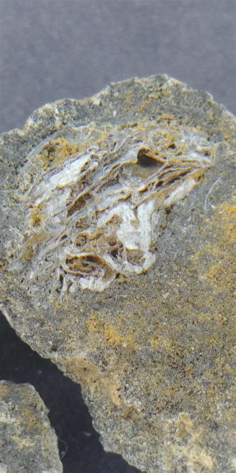 Nodule 23 Fish Braincase 11 Mm Member Collections The Fossil Forum