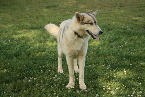 Timber Wolf Husky Mix Puppies