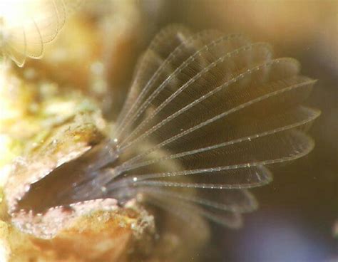Barnacle Feeding Barnacles Light Sculpture Sea Slug
