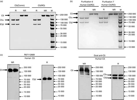 Characterizing A Ph‐switch Anti‐c5 Antibody As A Tool For Human And