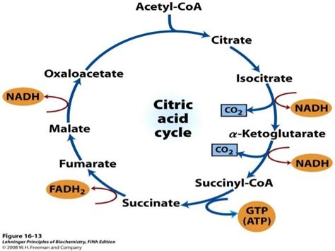 Tca Cycle And Its Regulation