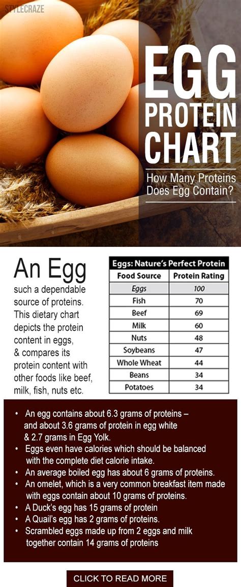 Egg Protein Chart How Many Proteins Does Egg Contain Health