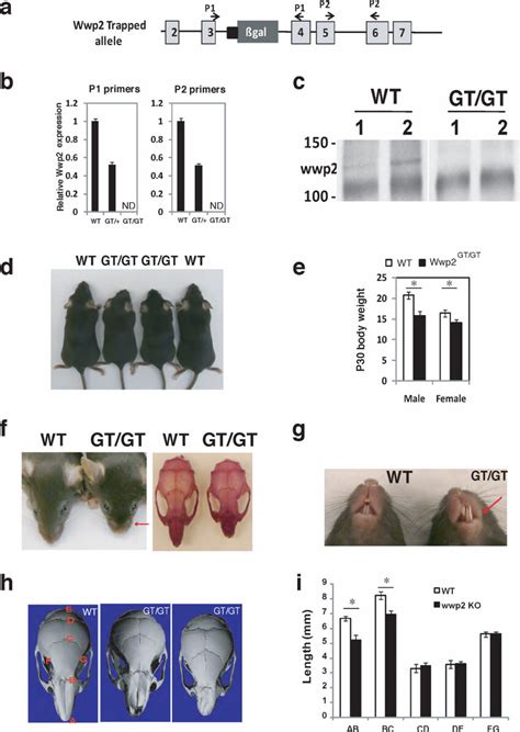 Craniofacial Patterning Defects Are Present In Wwp2 Gt Gt Mice A Download Scientific Diagram