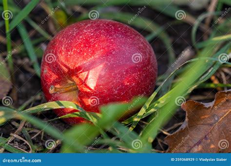 Red Apple Fallen From The Tree On The Ground Stock Image Image Of