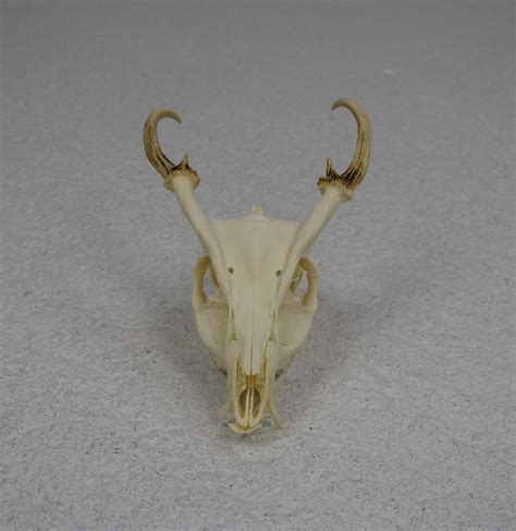 Muntjac Deer Skull