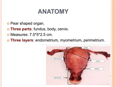 Histology Of Uterine Endometriumpptxxxx Pptx