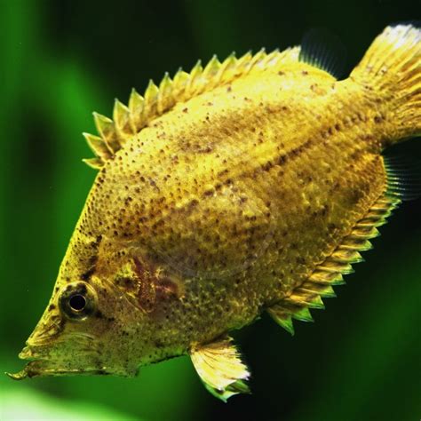Misc Amazon Leaf Fish Monocirrhus Polyacanthus Aquatics Unlimited