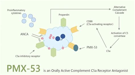Complement System Archives Immune System Research