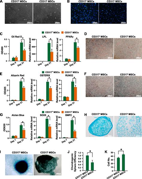 Cd317 Mscs Expanded With Chemically Defined Media Have Enhanced
