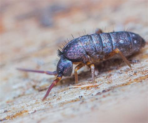 How To Get Rid Of Springtail Bugs From Your House Top Tips From Pest