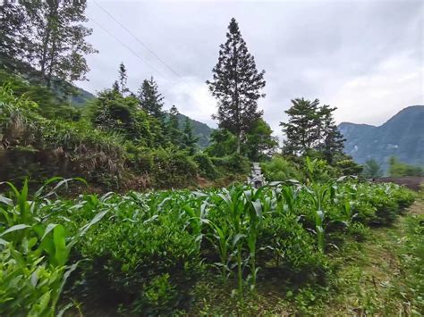 Unusual Tea Co Cropping Tea Corn And Potatoes Rtea