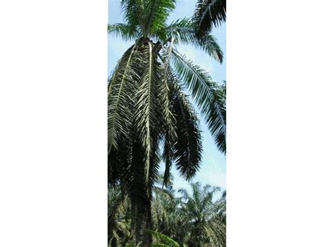 Remote Sensing Ganoderma