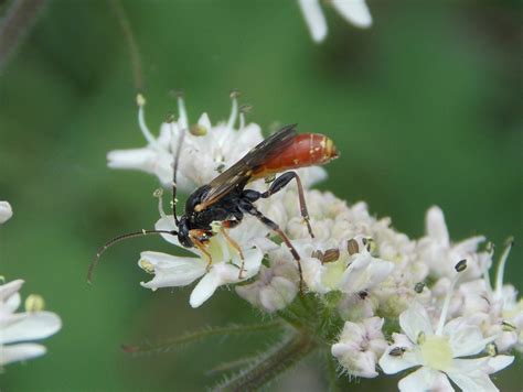 Alomya Debellator British Nature Guide