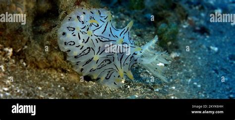 Pacific Okinawa Stock Videos And Footage Hd And 4k Video Clips Alamy