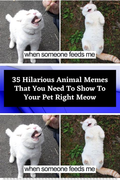 35 Hilarious Animal Memes That You Need To Show To Your Pet Right Meow