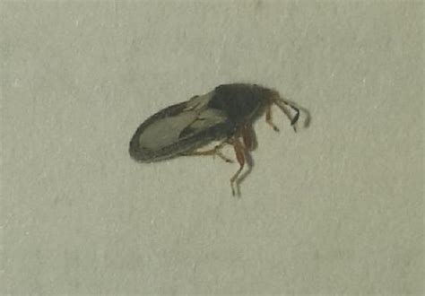 Tiny Flea Like Bug Bugguide Net