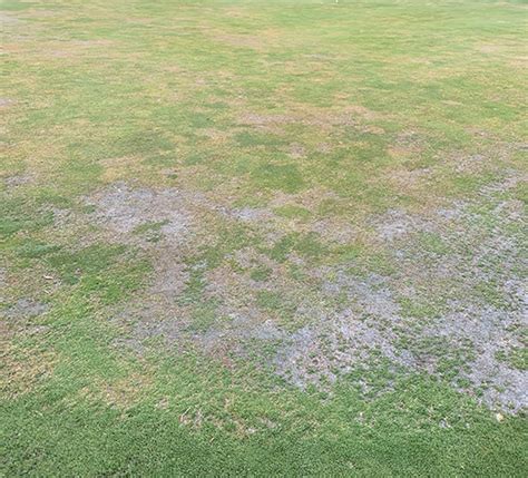 Algae Greenway Turf Solutions