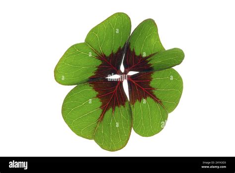 Lucky Clover Symbols Cut Out Stock Images And Pictures Alamy