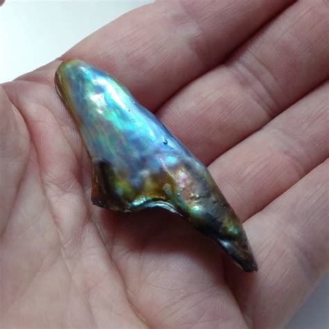 Natural 41ct Horn Shaped Abalone Pearl Loose Gem For A Custom Pendant