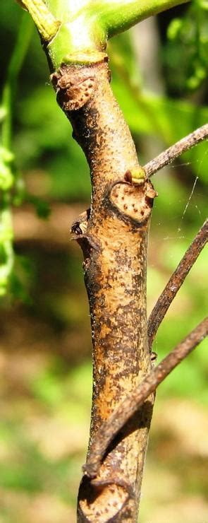 Toxicodendron Vernix Poison Sumac Swamp Sumac Thunderwood North Carolina Extension