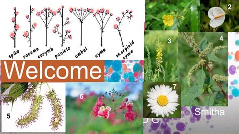 Panicle Inflorescence Examples