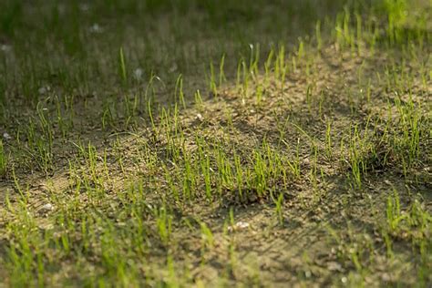 New Grass Grows Outside In The Garden Space Background Form Photo And