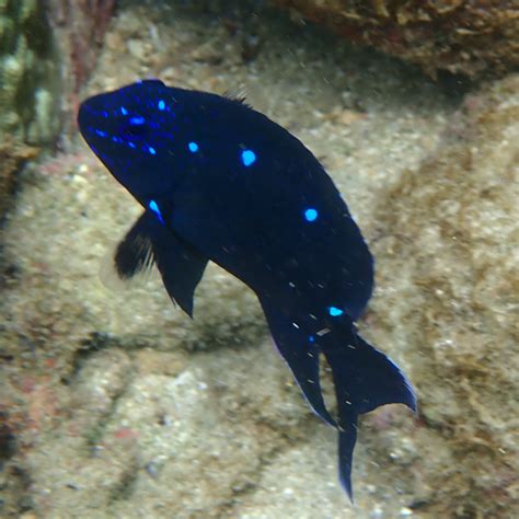 Giant Damselfish Microspathodon Dorsalis Marine Life Identification