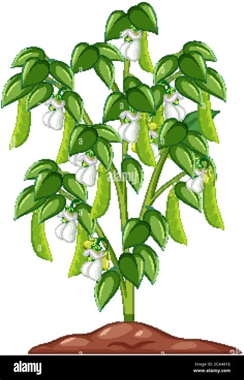 String Beans Cartoon