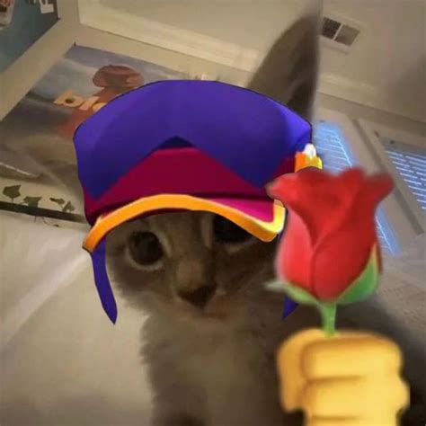 Fang Cat Pfp Wallpaper Bilder Aandw