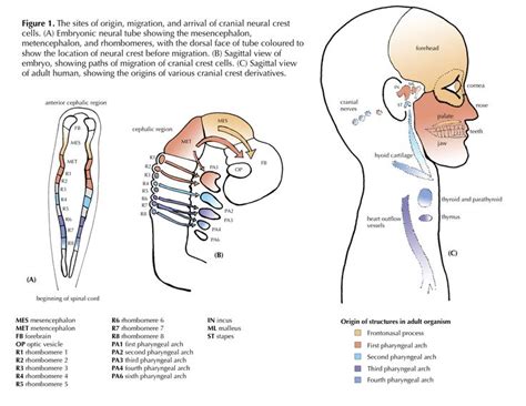 Neural Crest Cell Derivatives Google Search Medicine Student Medical Anatomy Dental Jobs