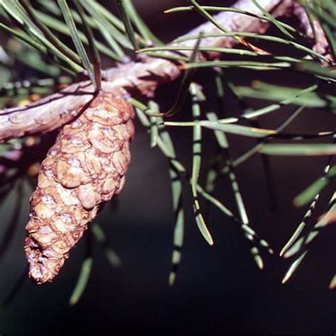 Jack Pine Natural Edge